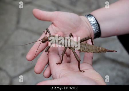 Thorny devil stick insect or giant spiny stick insect (Eurycantha ...