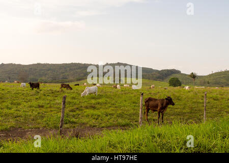 Cattle in pasture in Belize hillside Stock Photo - Alamy