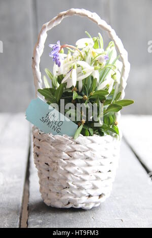 Spring snowdrop flowers in wicker basket, isolated on white Stock Photo ...