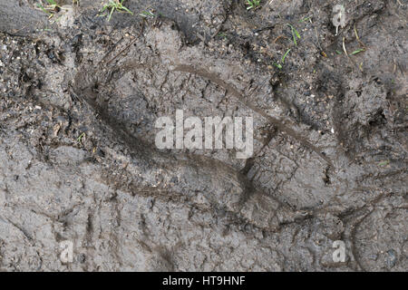 muddy walking boot print on mud path Stock Photo: 28087169 - Alamy