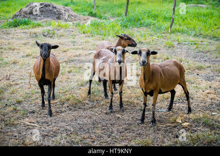 A flock of curious Barbado Blackbelly Sheep Stock Photo - Alamy