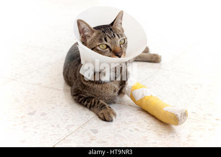 cat wearing an Elizabethan collar and Cat leg splint sleeping on the ...