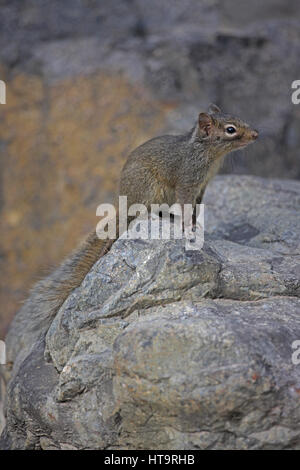 One Pere David's rock squirrel (Sciurotamias davidianus), also known as ...
