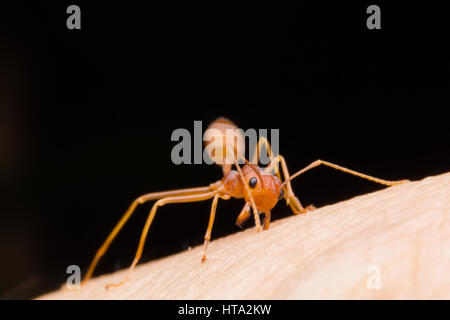 Red ant bite the hand, prevent the enemy from attacking Stock Photo - Alamy