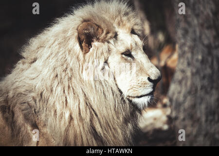 Majestic and rare African white lion king of the jungle - Mighty wild ...