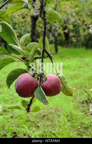 Freshly biological apples on the apple tree Stock Photo - Alamy