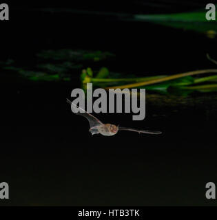Water Bat ( Myotis daubentoni) hunting for insects over the surface of ...