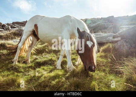 Pottok Pony, Basque Country, France Stock Photo - Alamy