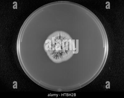 Sabouraud?s dextrose agar plate of the fungi Trichophyton ajelloi at 4 ...