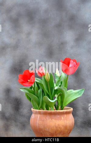 red elegant tulips on pot Stock Photo - Alamy