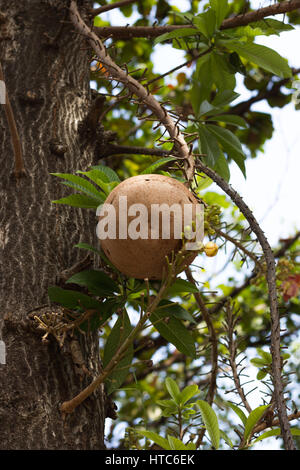 Flower of the Sal tree in Thailand, Shorea Robusta, also known as ...
