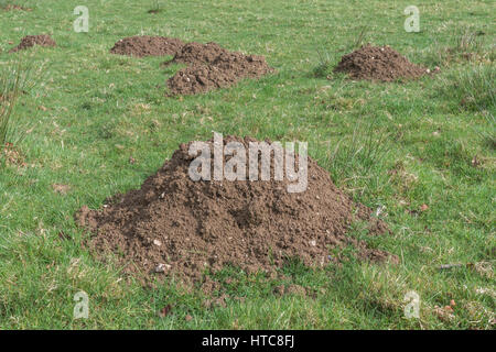A mole making a mountain out of a molehill Stock Photo: 48752658 - Alamy