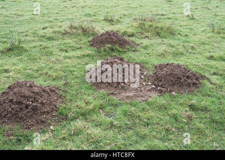 A mole making a mountain out of a molehill Stock Photo: 48752658 - Alamy