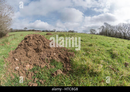 A mole making a mountain out of a molehill Stock Photo - Alamy