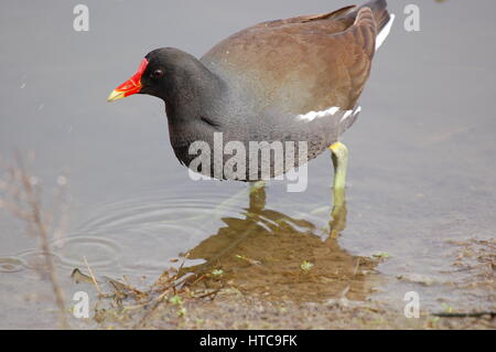 red beaked bird Stock Photo - Alamy