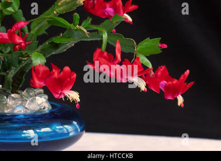 Red blooming christmas cactus - Zygocactus Schlumbergera. Selective ...