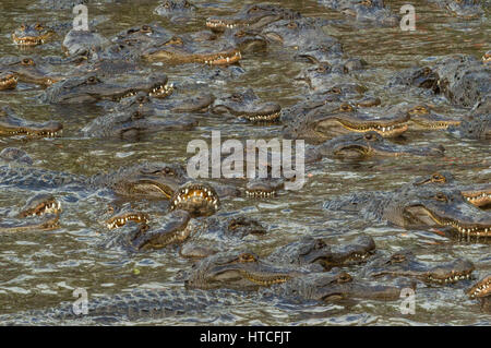 Alligator feeding frenzy Stock Photo - Alamy