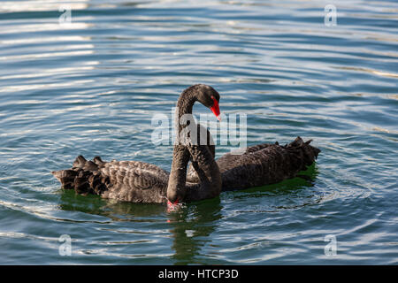 Swan couple perform their ritual mating dance at sunset on the upper ...