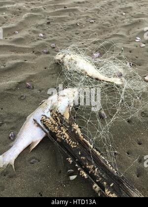 The corpse of death fish stuck in fishing net on the beach Stock Photo ...