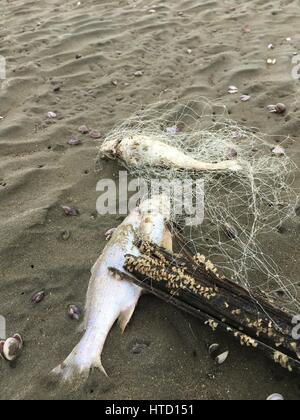 The corpse of death fish stuck in fishing net on the beach Stock Photo ...