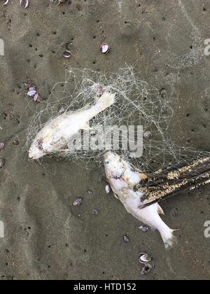The corpse of death fish stuck in fishing net on the beach Stock Photo ...
