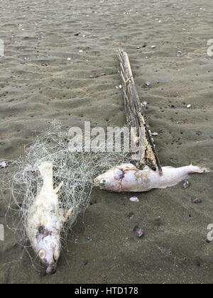 The corpse of death fish stuck in fishing net on the beach Stock Photo ...