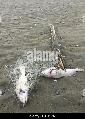 The corpse of death fish stuck in fishing net on the beach Stock Photo ...