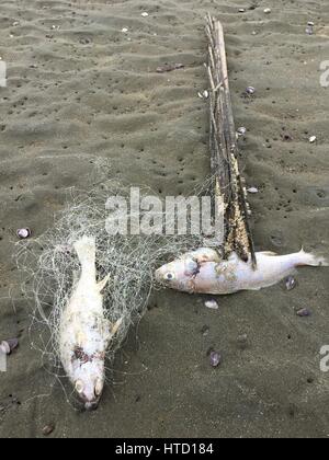 The corpse of death fish stuck in fishing net on the beach Stock Photo ...