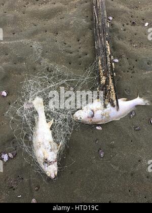 The corpse of death fish stuck in fishing net on the beach Stock Photo ...