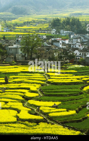 Xuancheng, China. 10th Mar, 2017. As rapeseed flowers blossom in spring ...