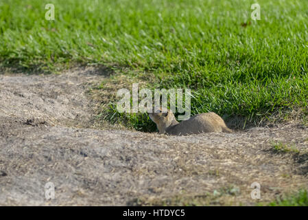 Curious gopher peeking outside its home in summer Stock Photo - Alamy