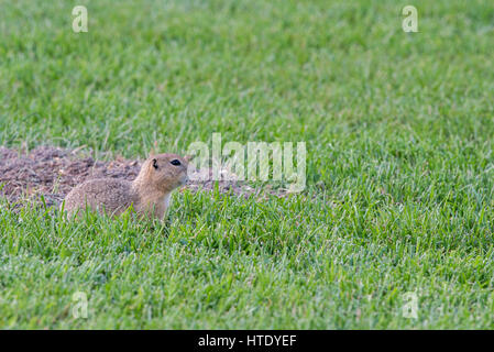 Curious gopher peeking outside its home in summer Stock Photo - Alamy