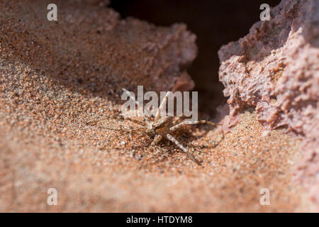 Spider in the desert, most probable wolf spider, United Arab Emirates ...