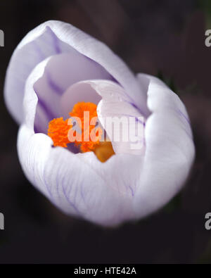 Single vibrant orange egg yolk centered in white ceramic bowl with blue ...