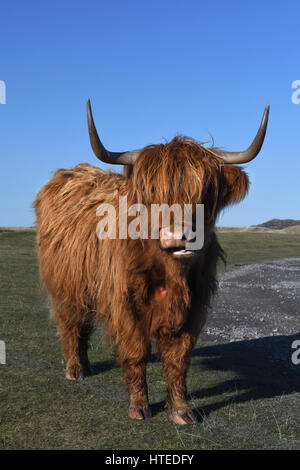 Highland cow;sanna bay;ardnamurchan;scotland Stock Photo - Alamy