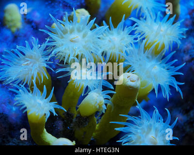 Coral polyps, Tubastrea sp Stock Photo - Alamy