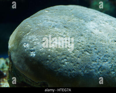 Rock covered with encrusting zoanthid Palythoa caribaeorum St Peter and ...