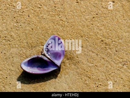 Seashell on seashore in Varca, Goa Stock Photo - Alamy