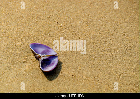 Seashell on seashore in Varca, Goa Stock Photo - Alamy