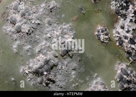Cochineal insects ( Dactylopius coccus ), from which the natural dye ...