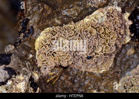Coralline encrusting algae growing on dead coral patches on Porites ...
