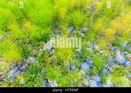Beautiful scene in Jasper National Park in Canada Stock Photo - Alamy