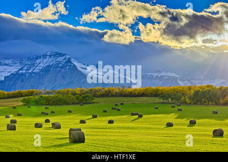 Foothills in Alberta with golden fields and hay bales and Canadian ...