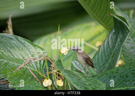Female Yellow-bellied Sunbird (Nectarinia jugularis or Cinnyris ...