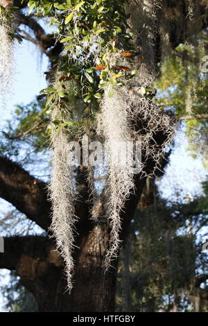 Spanish Moss Draped from Trees Over an Elm Lake in Brazos Bend State ...