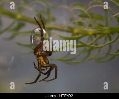 Diving bell spider Stock Photo - Alamy
