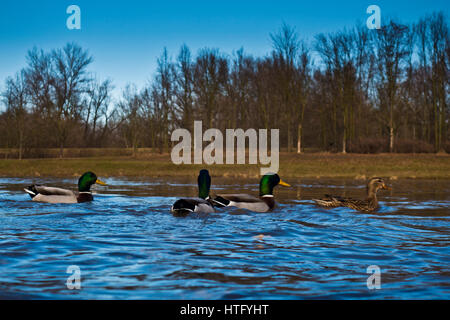Ducks swimming in river , wild birds Stock Photo - Alamy