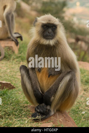 Cute little monkey in Rajasthan, India Stock Photo - Alamy