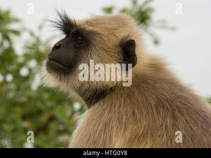 Cute little monkey in Rajasthan, India Stock Photo - Alamy
