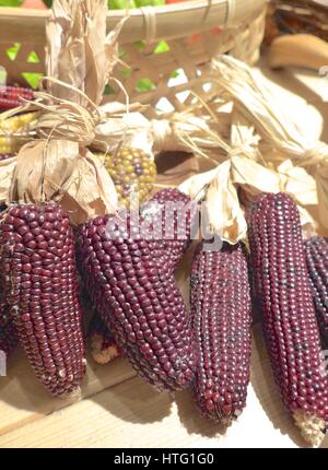 Sweet purple corn stock photo closeup Stock Photo - Alamy